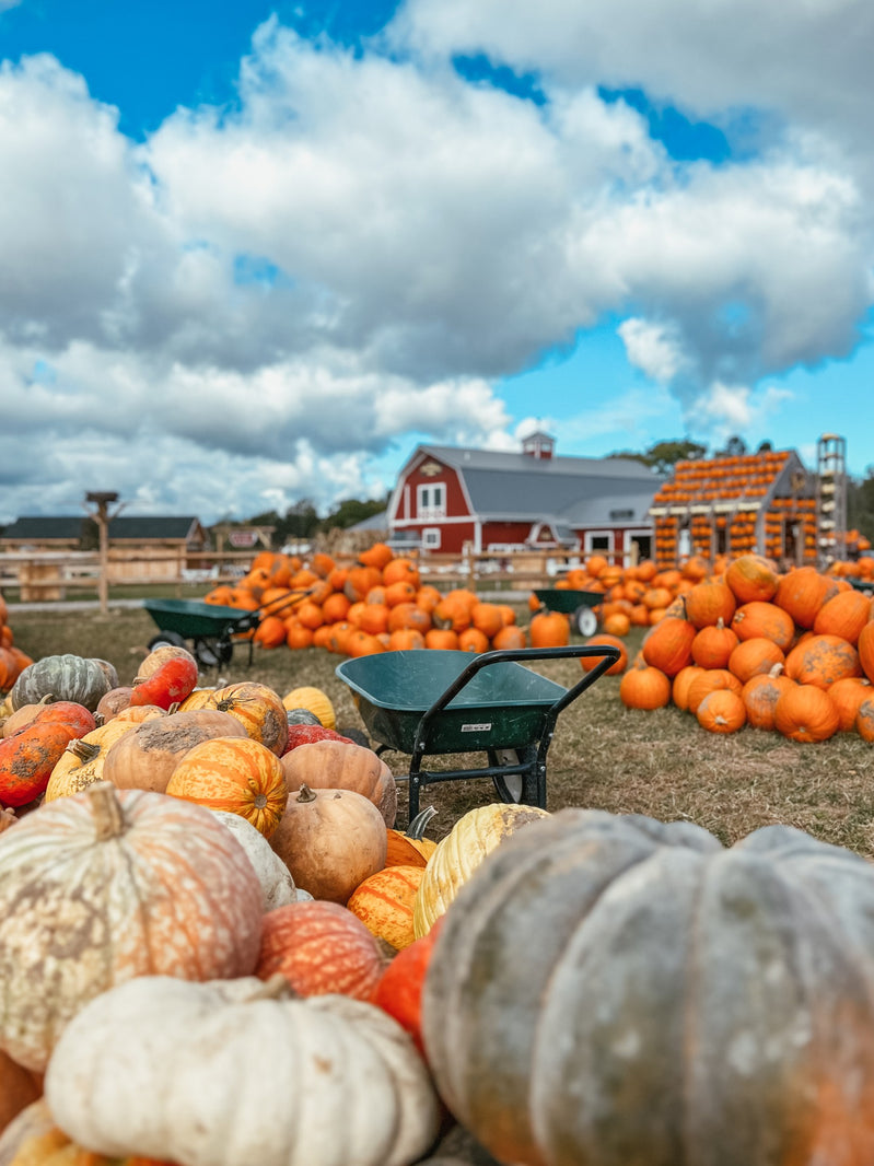Field Trips - Fun Fall Educational Field Trips | Wickham Farms