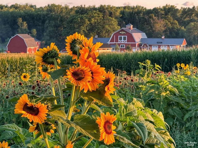 Attractions – Wickham Farms